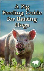 A Pig Feeding Guide for Raising Hogs - Countryside